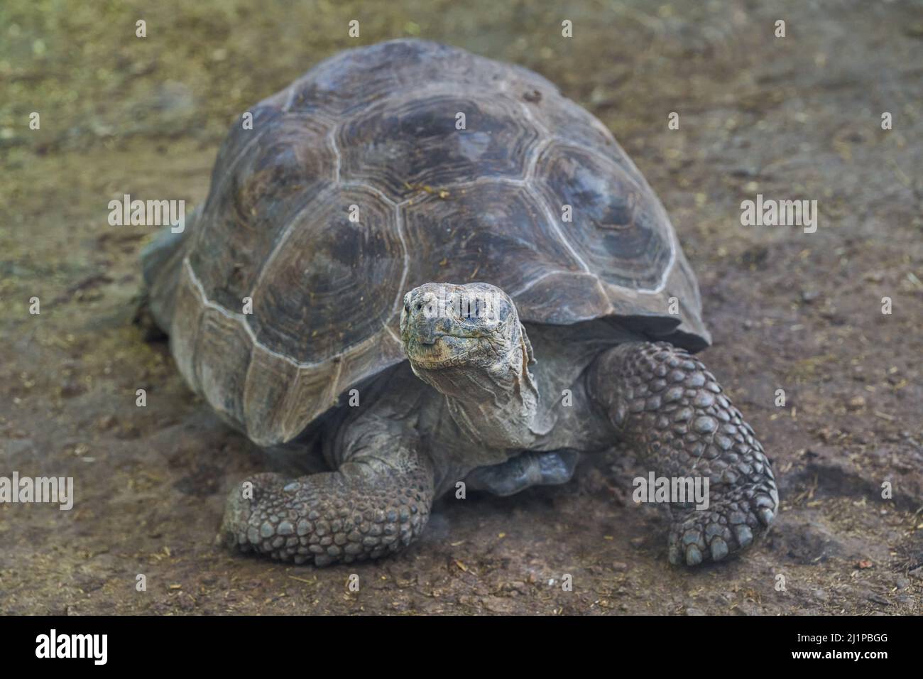 Galápagos tortoise or Galápagos giant tortoise Chelonoidis niger nigra ...