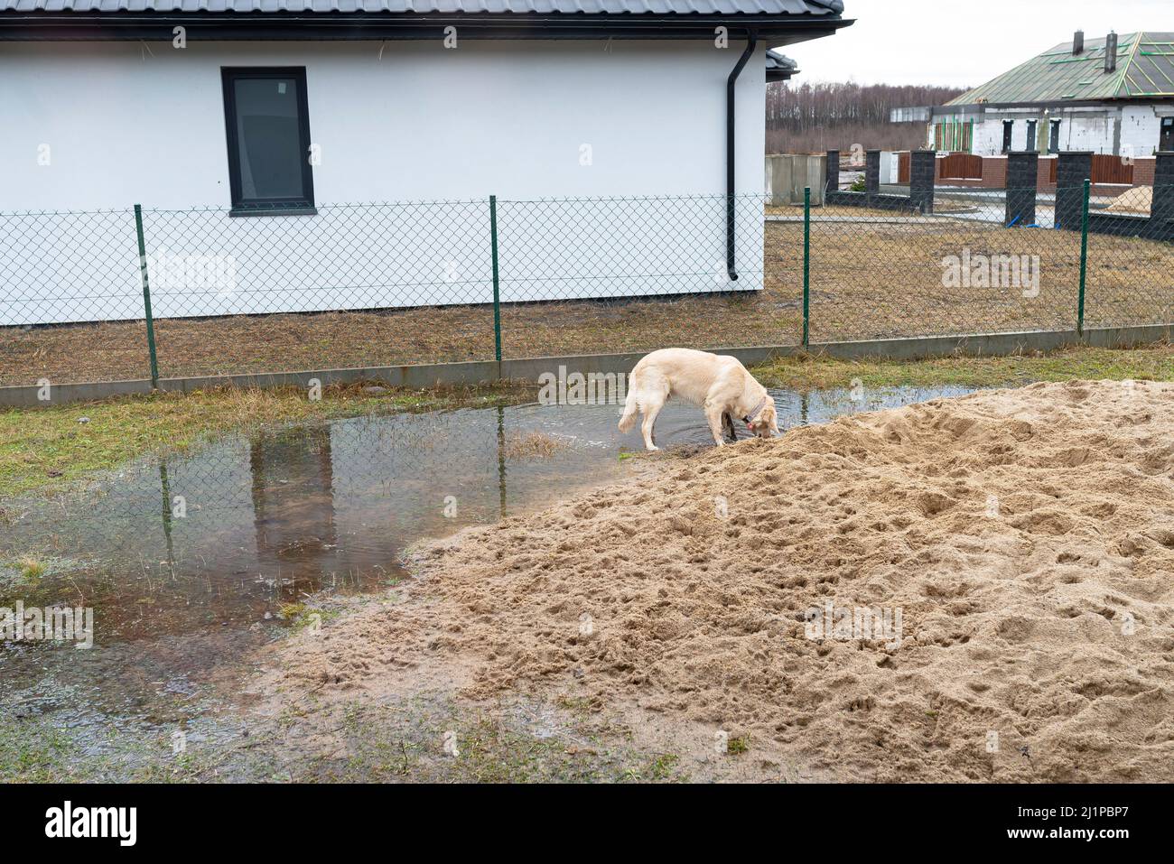 Golden retriever digging hi-res stock photography and images - Alamy