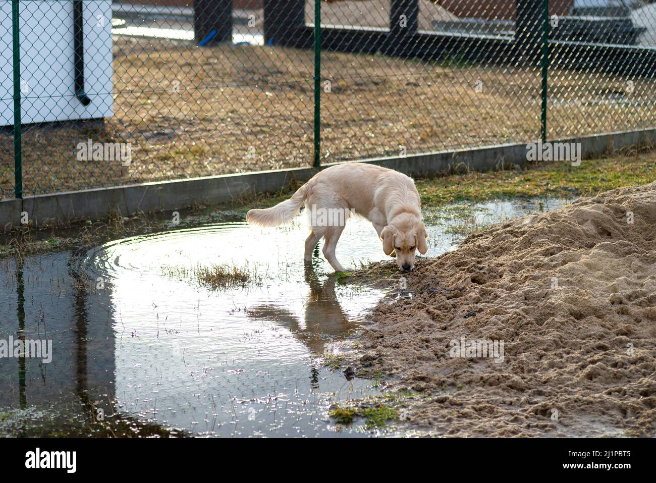 Golden retriever digging hi-res stock photography and images - Alamy
