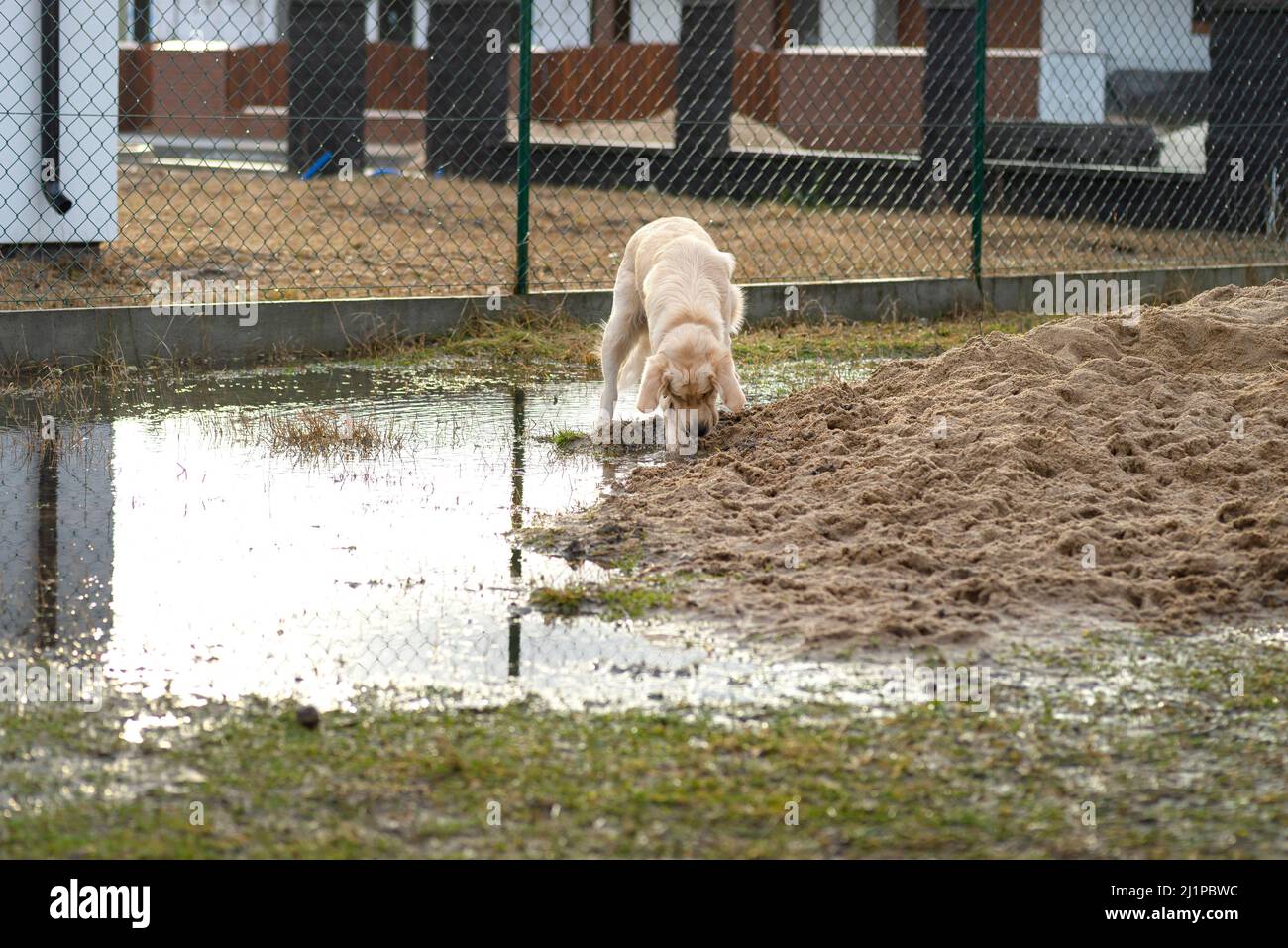 Golden retriever digging hi-res stock photography and images - Alamy