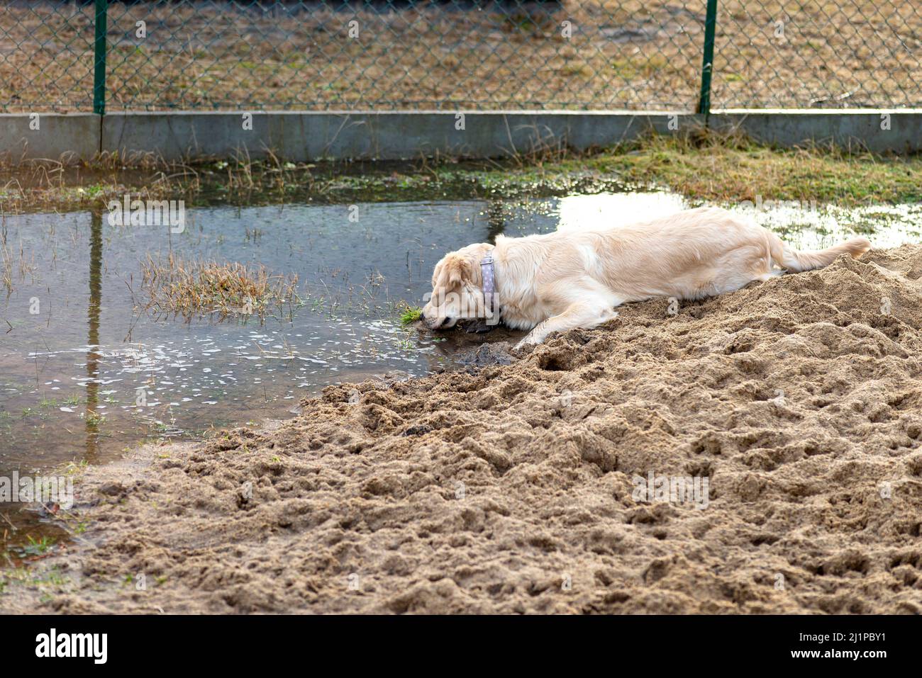Golden retriever digging hi-res stock photography and images - Alamy