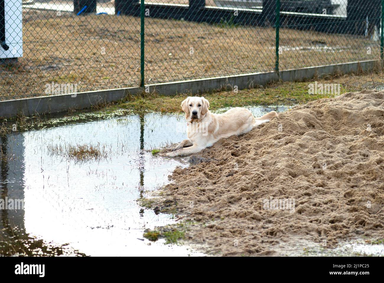 Golden retriever digging hi-res stock photography and images - Alamy