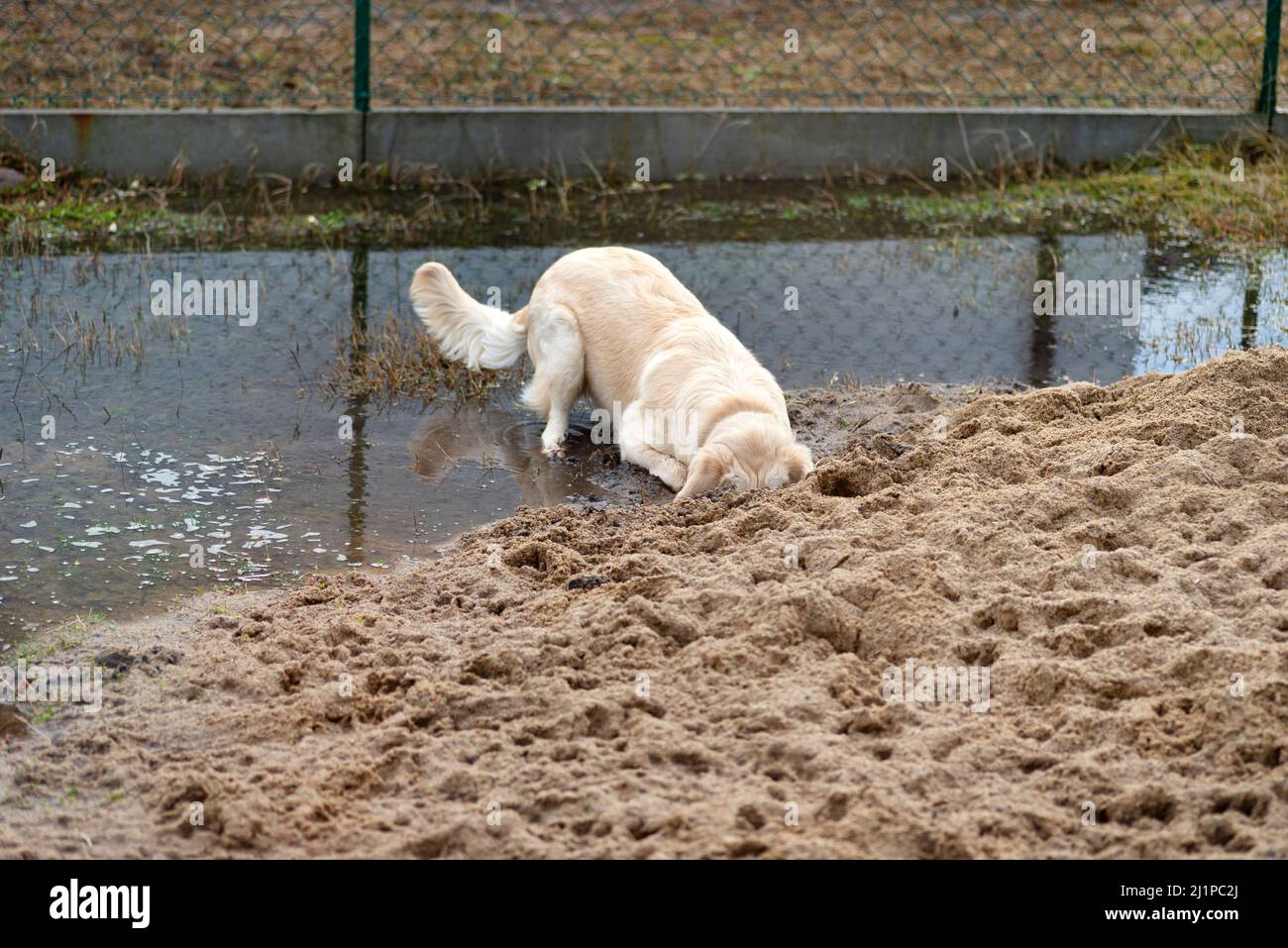 Golden retriever digging hi-res stock photography and images - Alamy