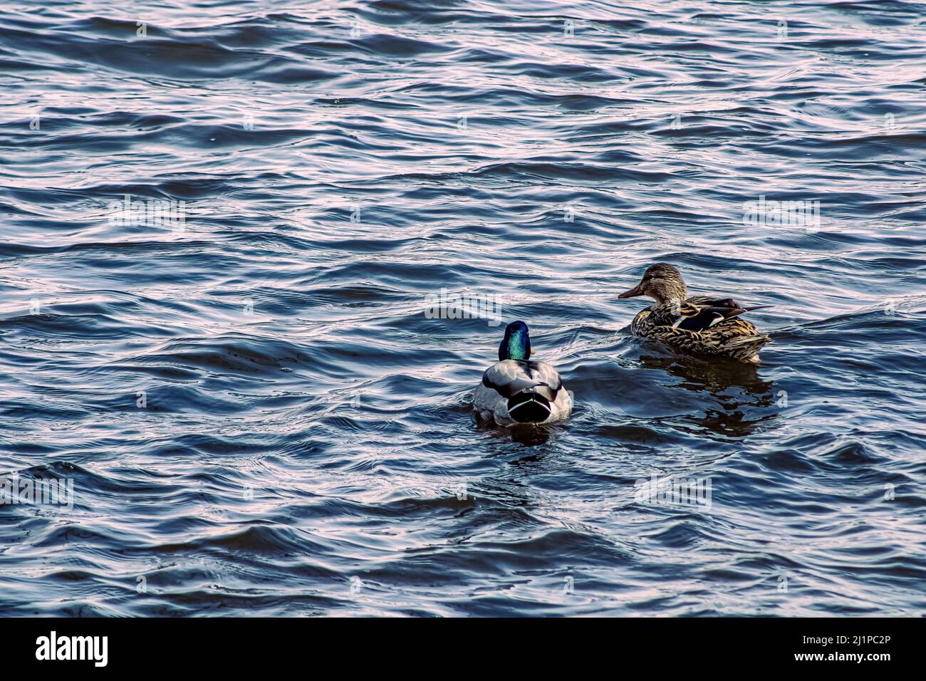Two floating ducks hi-res stock photography and images - Alamy