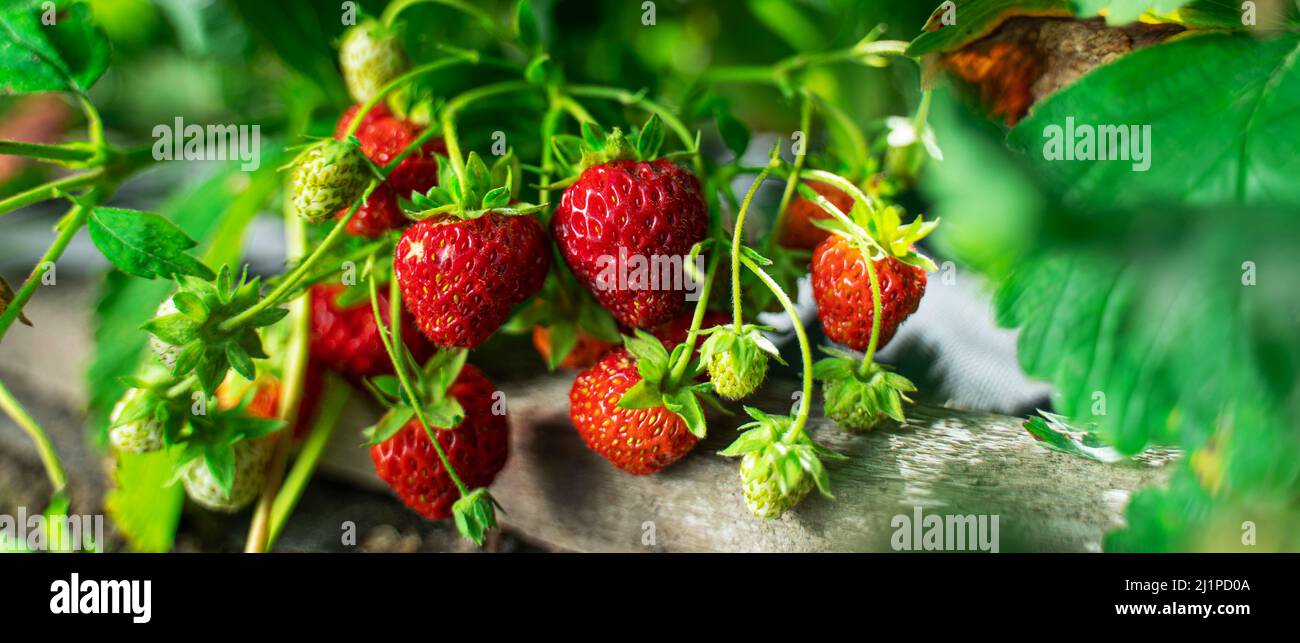 Ripe organic strawberry bush in the garden close up. Growing a crop of ...