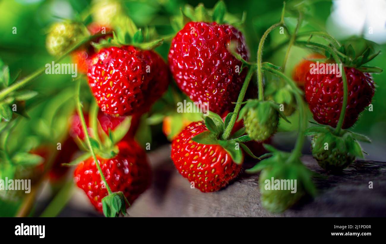 Ripe organic strawberry bush in the garden close up. Growing a crop of ...