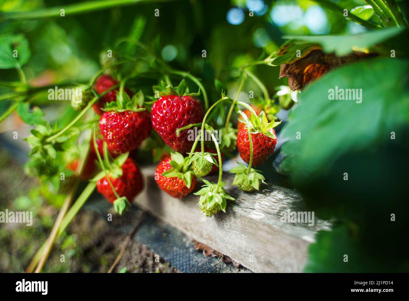 Ripe organic strawberry bush in the garden close up. Growing a crop of ...