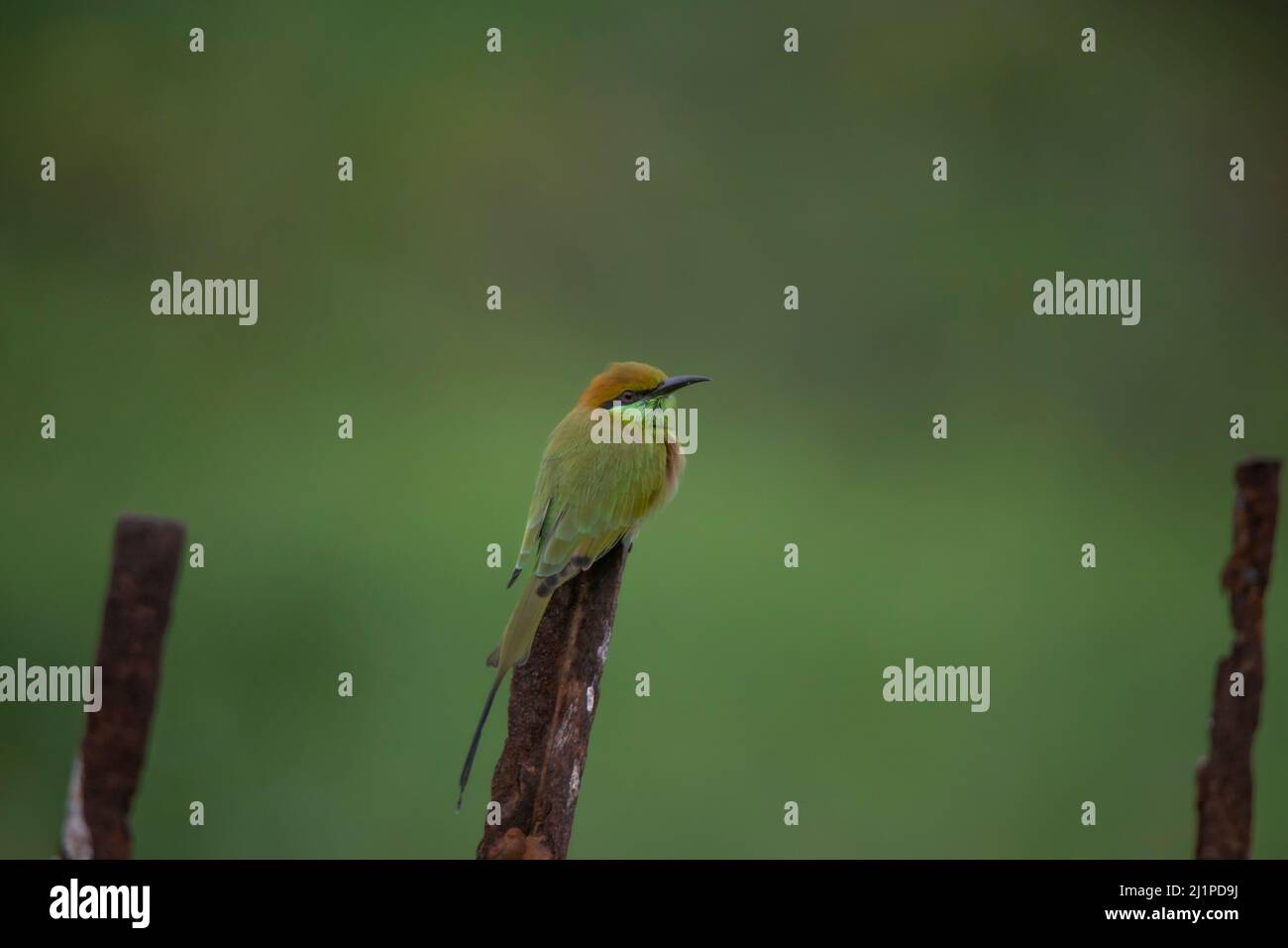 Green bee-eater, Merops orientalis, India Stock Photo - Alamy