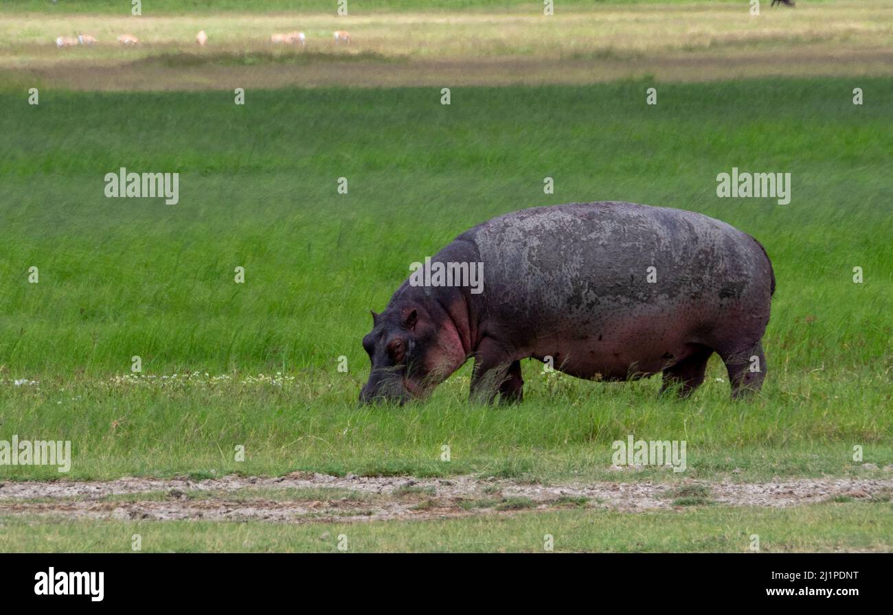 A beautiful shot of a Hippo grazing in a large green pasture in ...