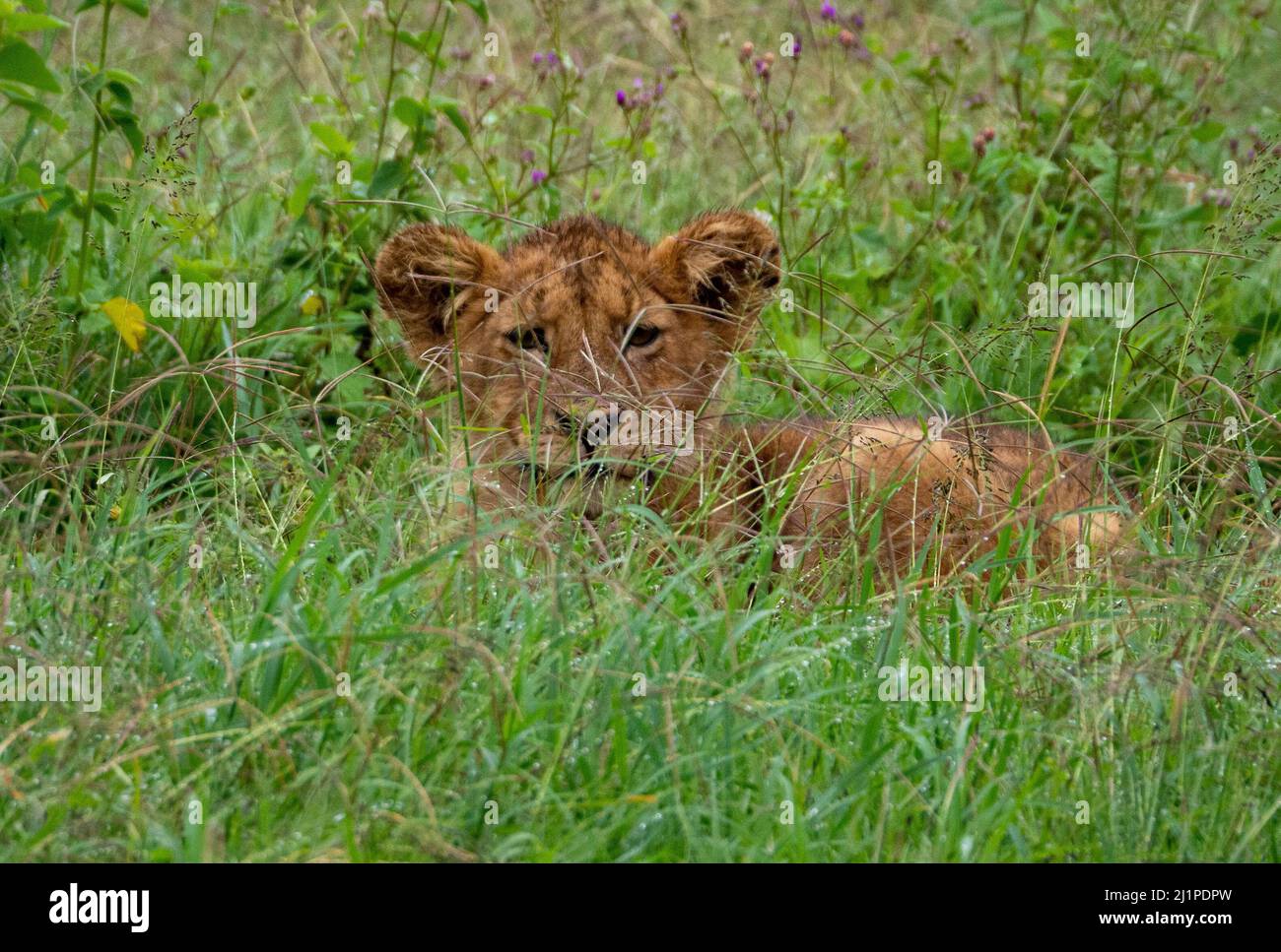 A beautiful shot of a young dirty lion cub watching from tall grass in ...
