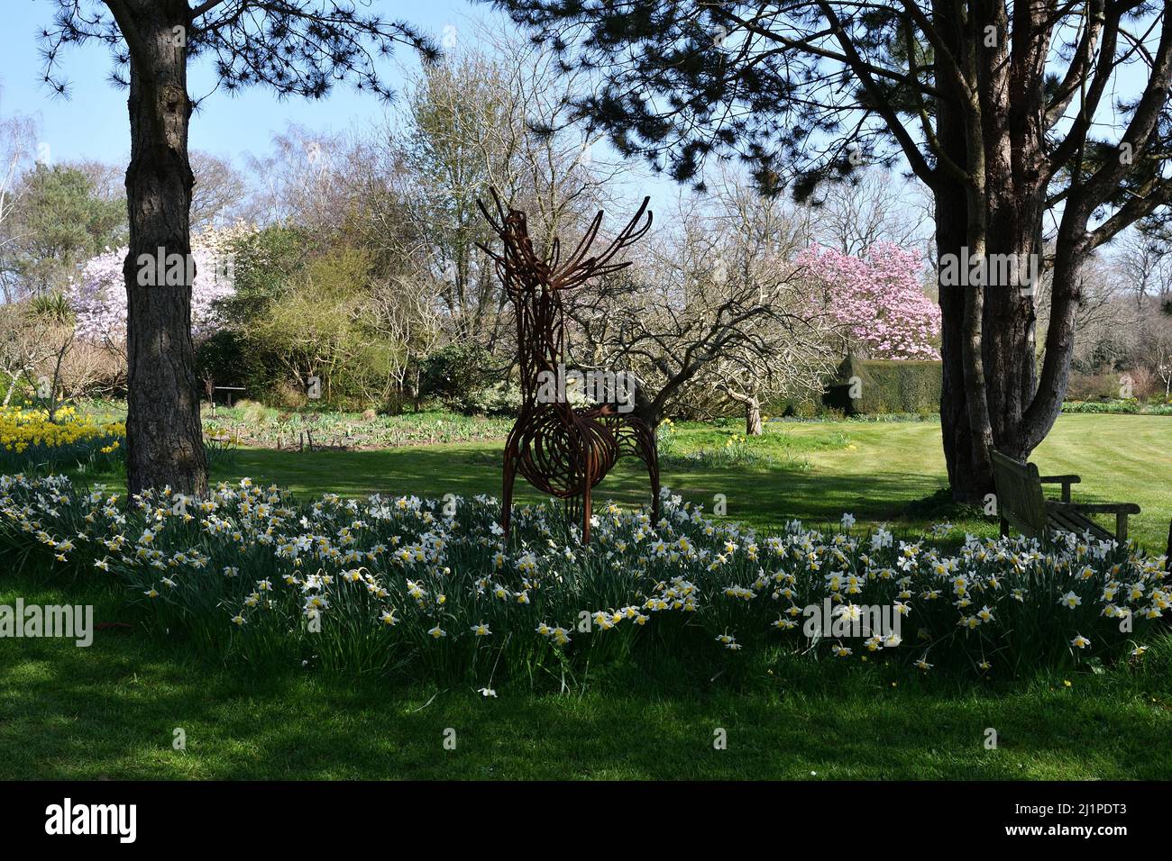 Daffodils at Michelham Priory East Sussex uk Stock Photo - Alamy