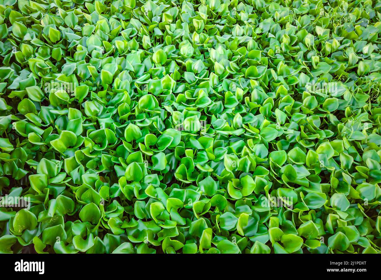 Eichhornia Crassipes hyacinth invasive leaf aquatic plant tropical ...