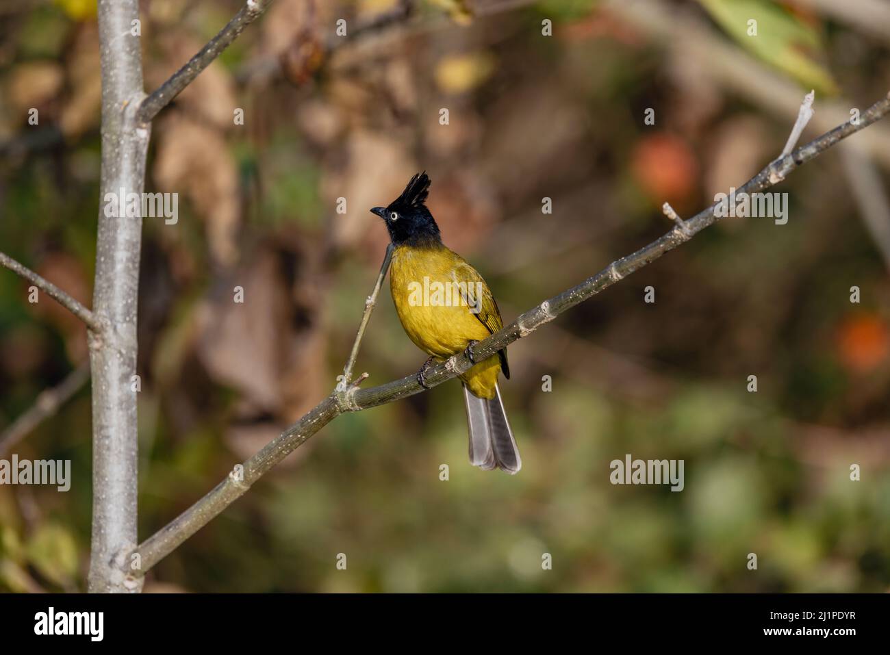 Black-crested Bulbul, Rubigula flaviventris, Uttarakhand, India Stock ...