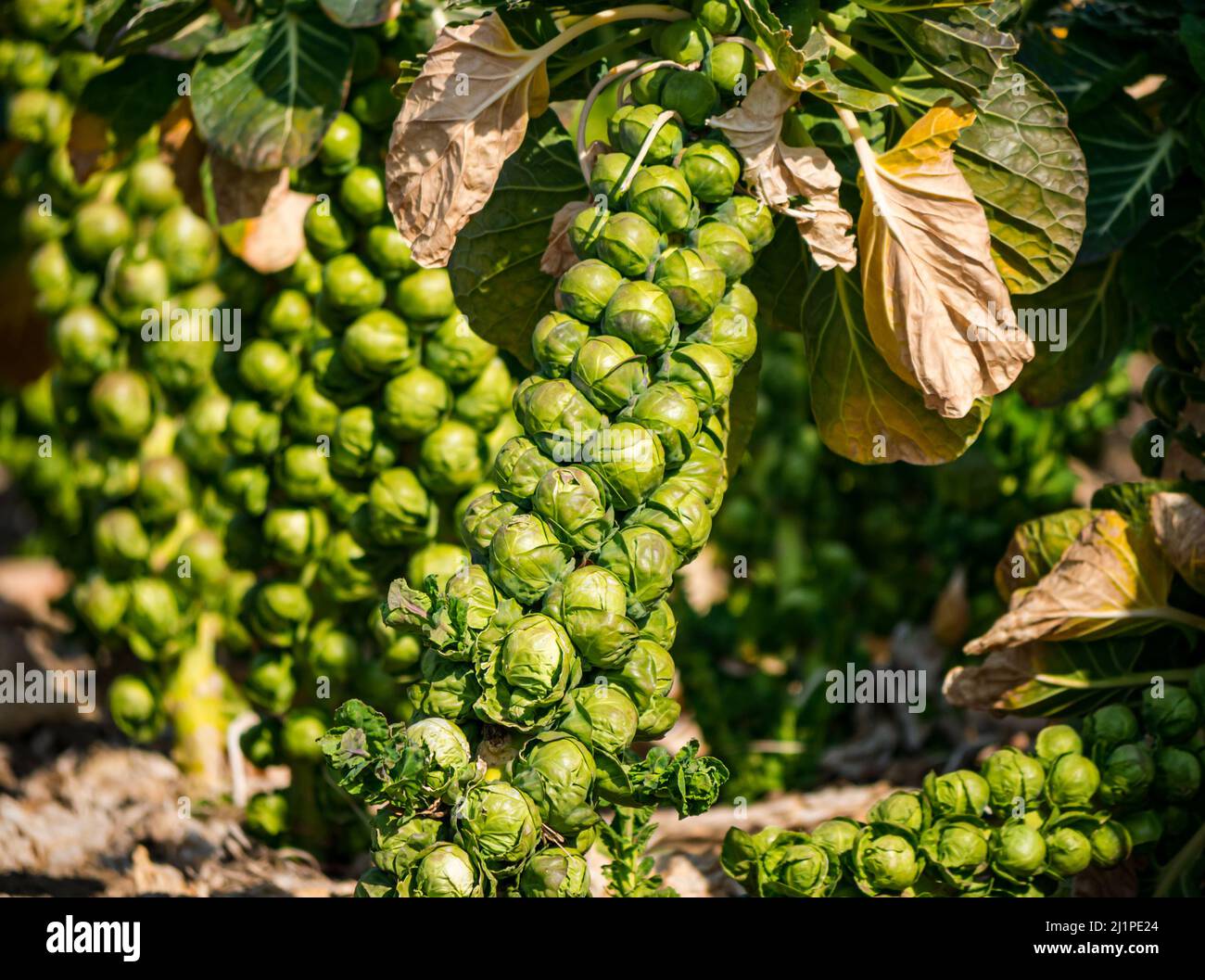 Brussels sprout plant hi-res stock photography and images - Alamy