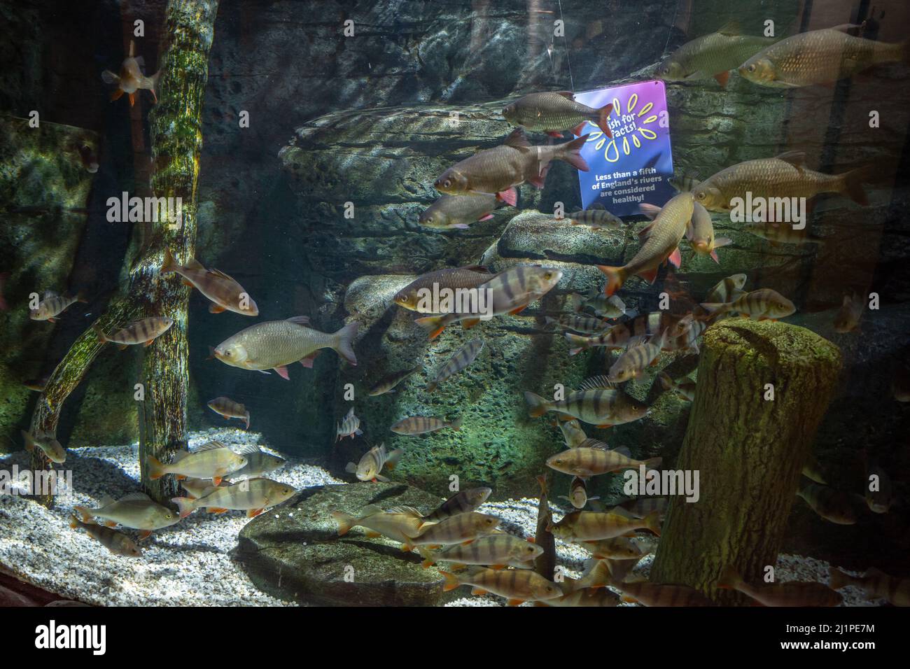 An aquarium of various British freshwater fish on public display in ...