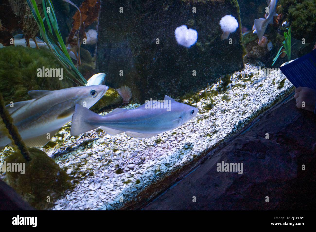 An aquarium of pollack, whiting and coalfish on public display in ...