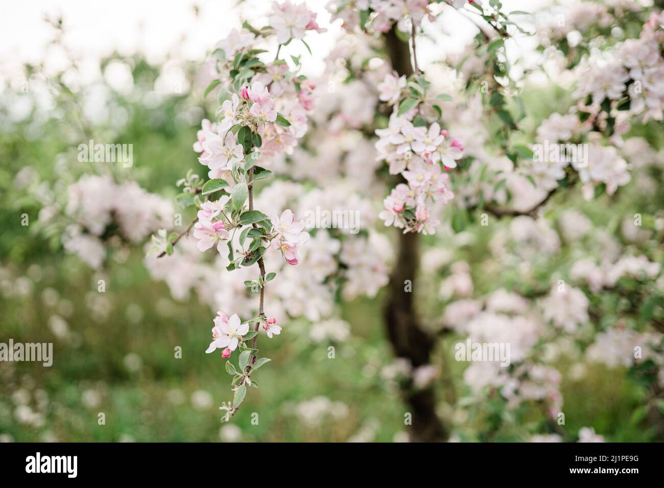 Spring Inspiration, nature in spring Stock Photo - Alamy