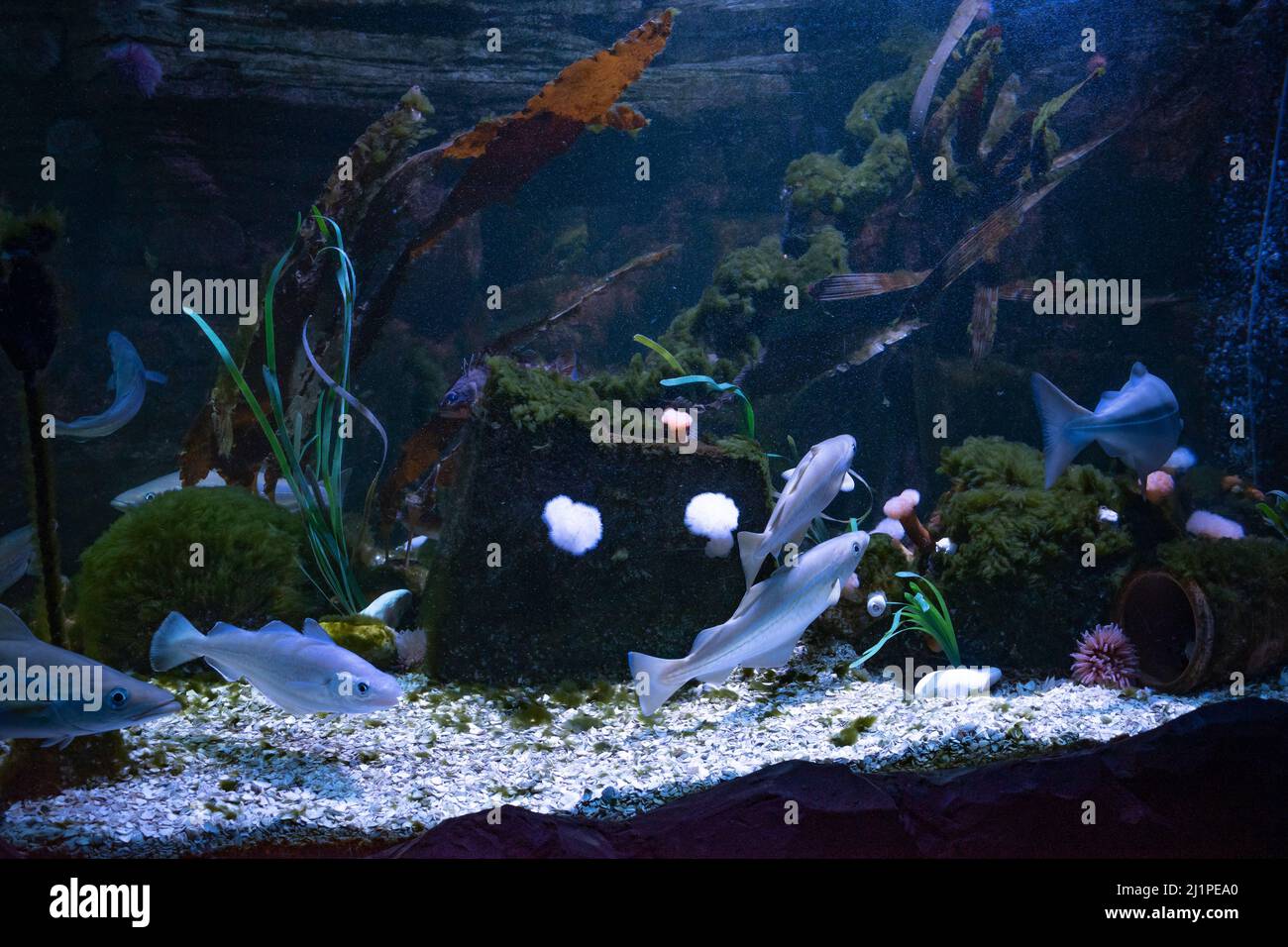 An aquarium of pollack, whiting and coalfish on public display in ...