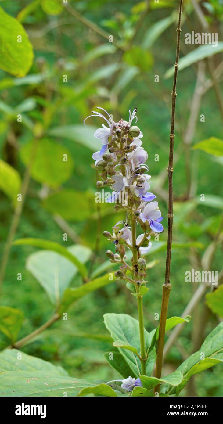 Beautiful flowers of plant Rotheca serrate known as blue fountain bush ...