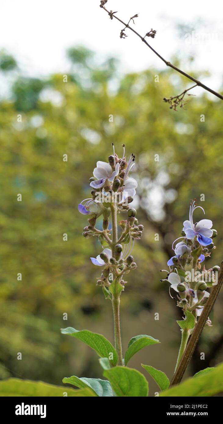 Beautiful flowers of plant Rotheca serrate known as blue fountain bush ...