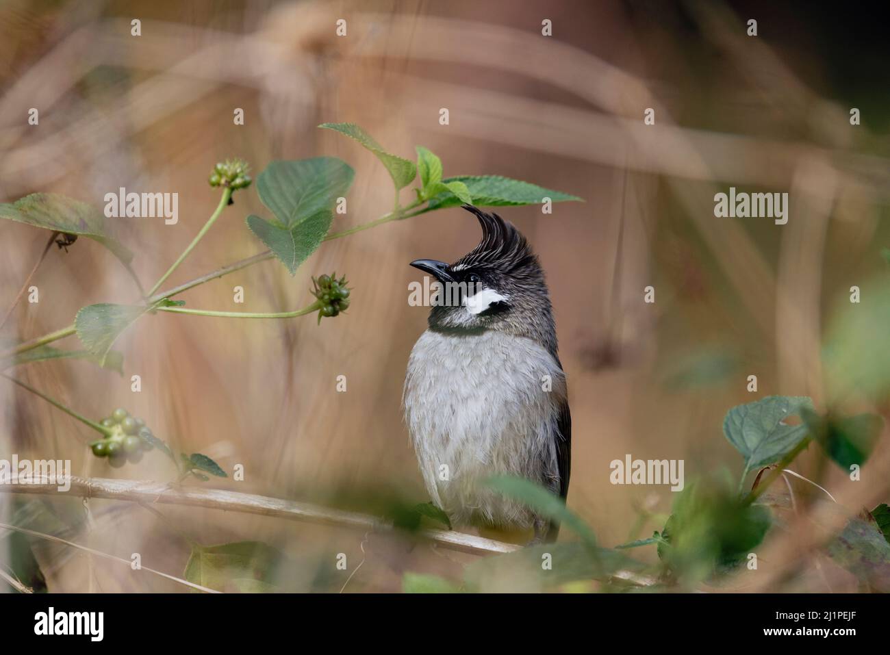 Himalayan bulbul, Pycnonotus leucogenys, India Stock Photo - Alamy