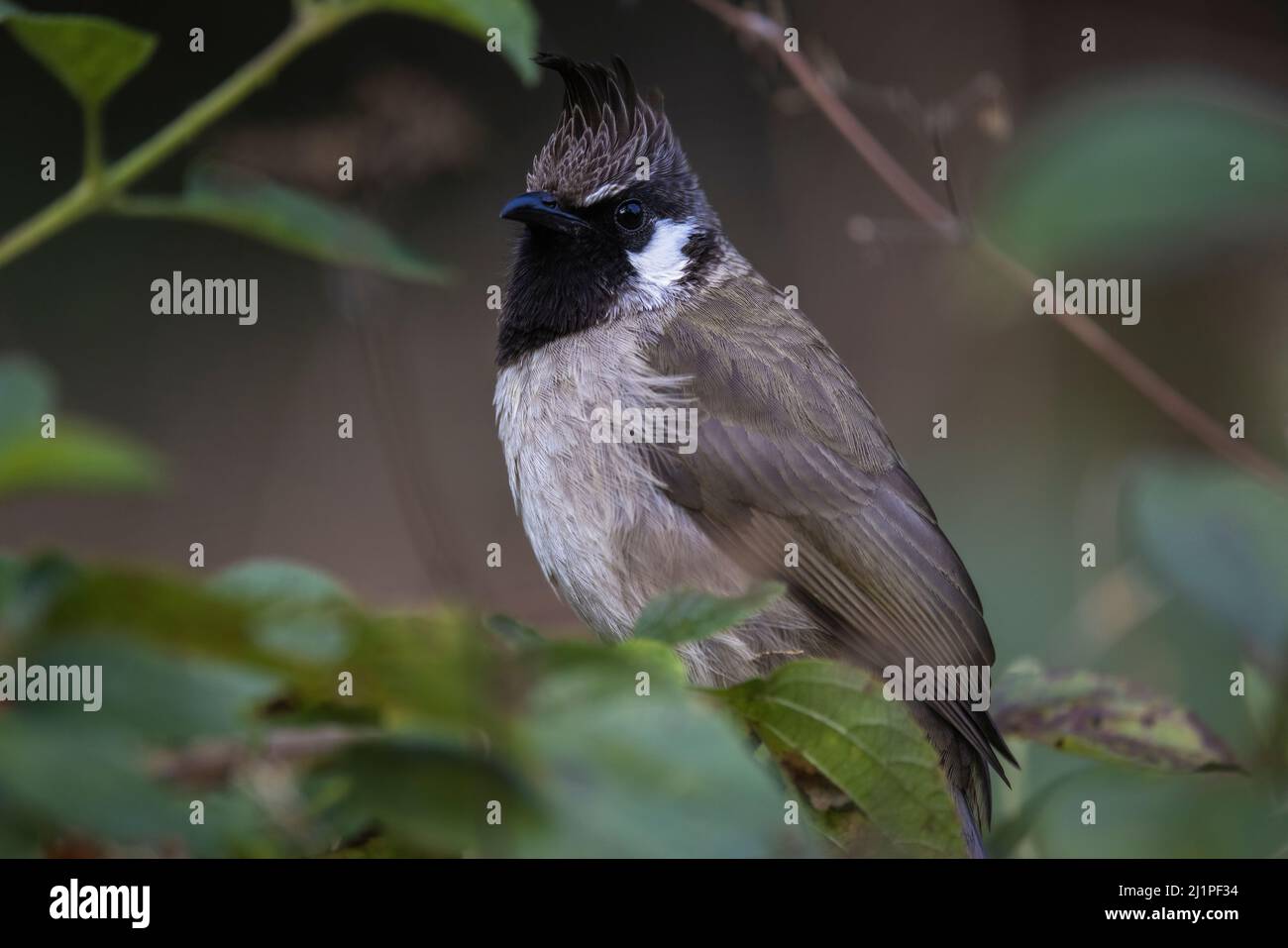 Himalayan bulbul, Pycnonotus leucogenys, India Stock Photo - Alamy