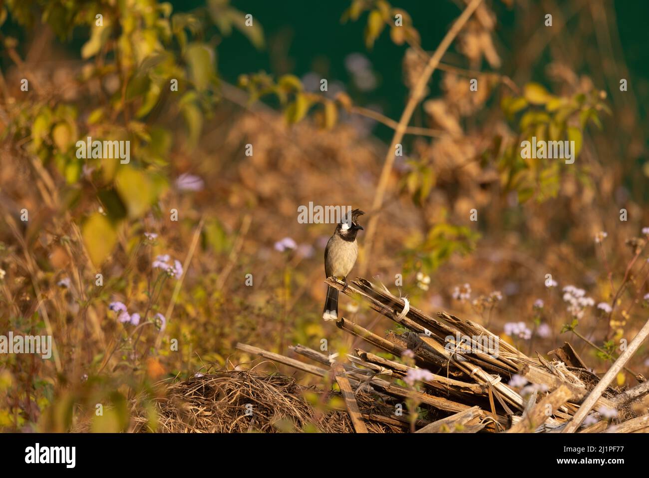 Himalayan bulbul, Pycnonotus leucogenys, India Stock Photo - Alamy