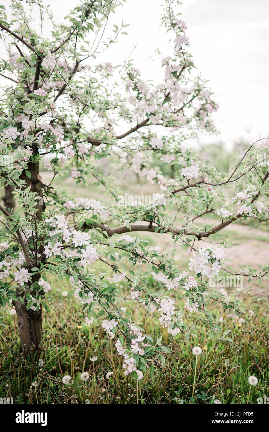 Spring Inspiration, nature in spring Stock Photo - Alamy