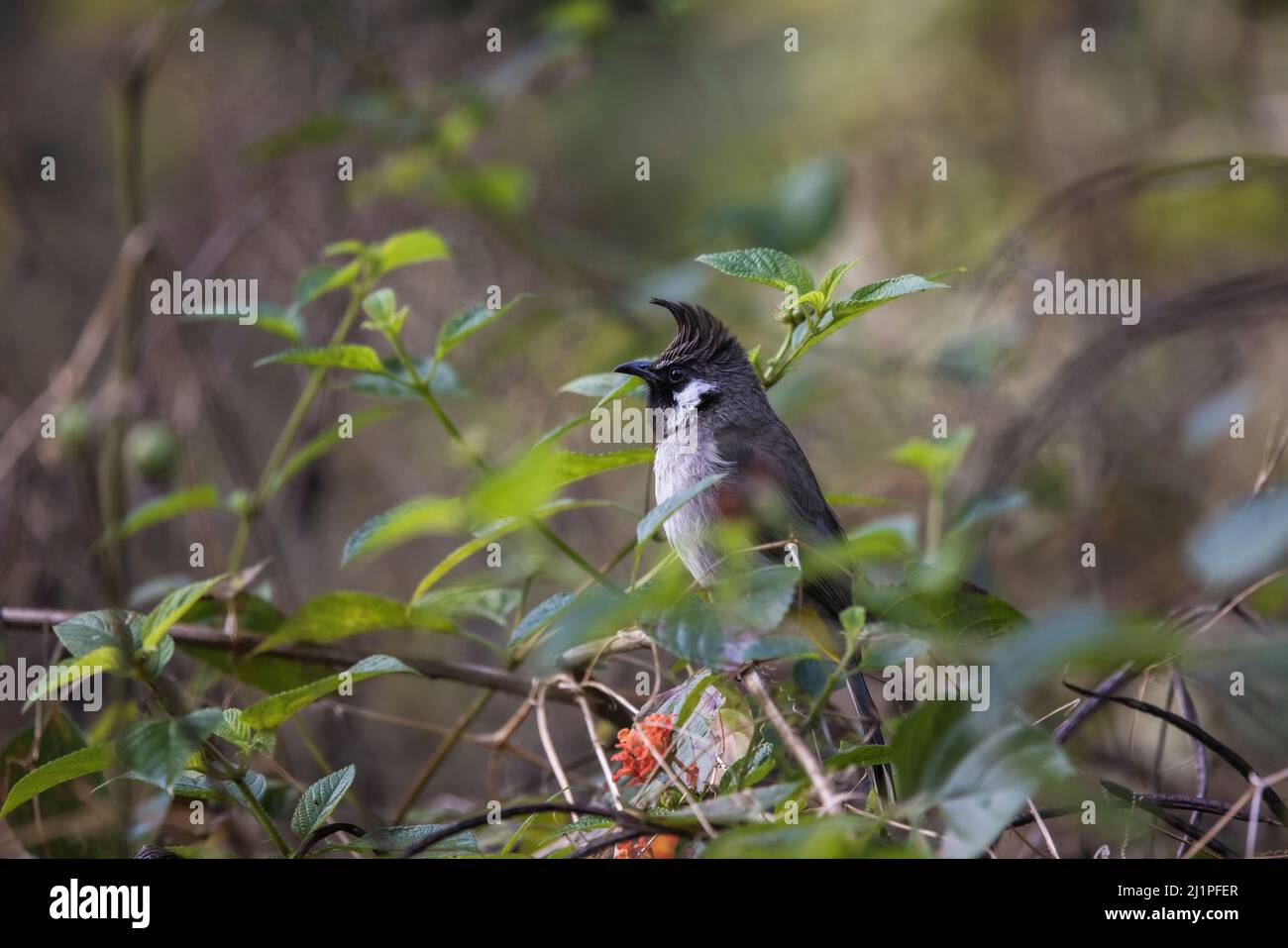 Himalayan bulbul, Pycnonotus leucogenys, India Stock Photo - Alamy