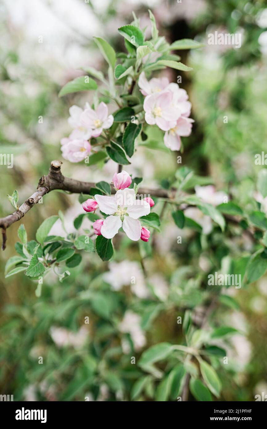 Spring Inspiration, nature in spring Stock Photo - Alamy