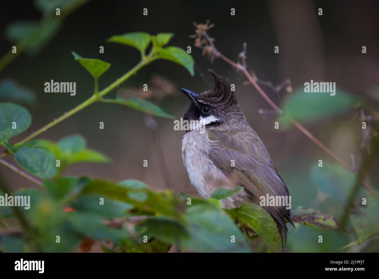 Himalayan bulbul, Pycnonotus leucogenys, India Stock Photo - Alamy