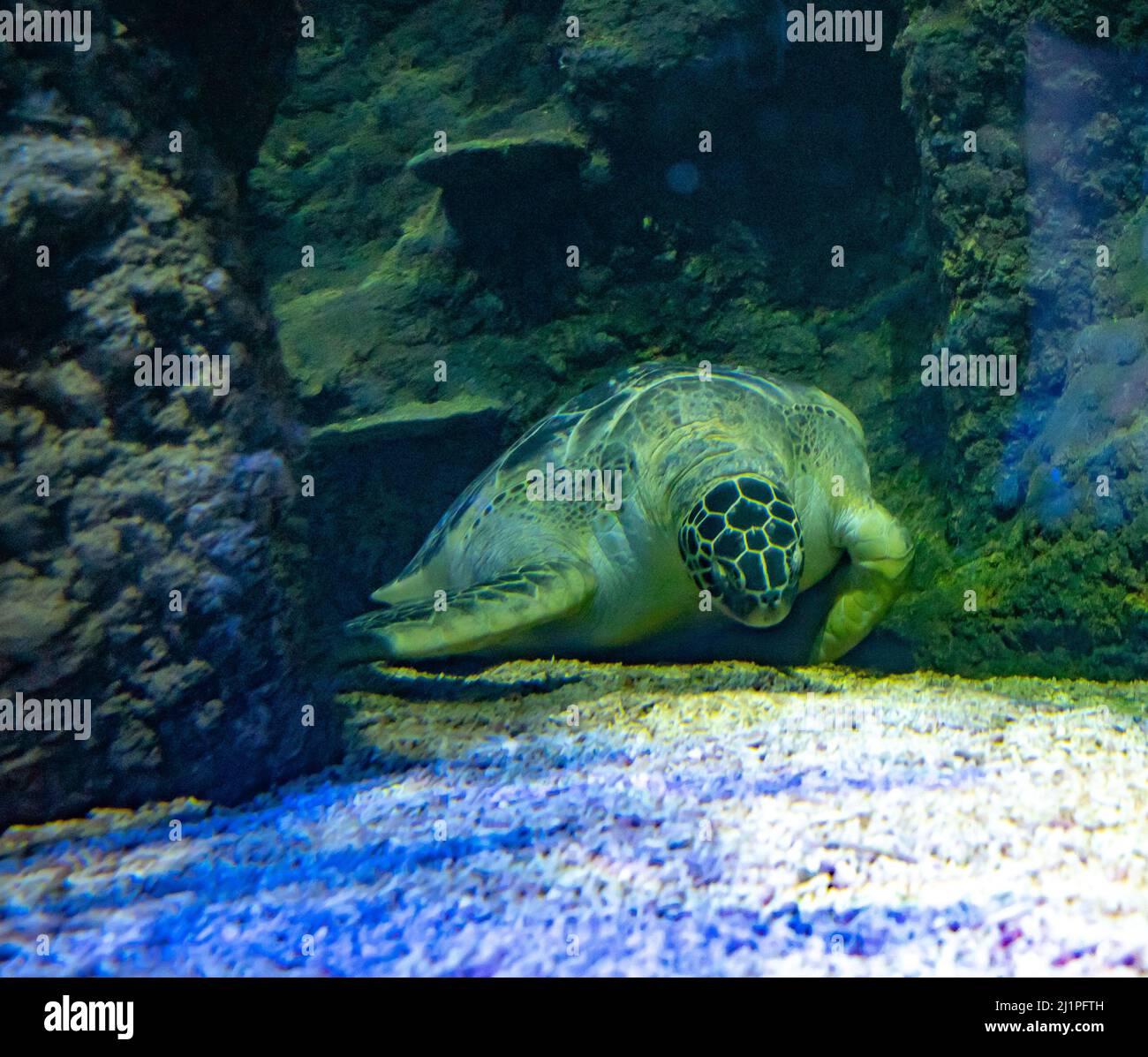 A green sea turtle (“Chelonia mydas”) in an aquarium on public display ...
