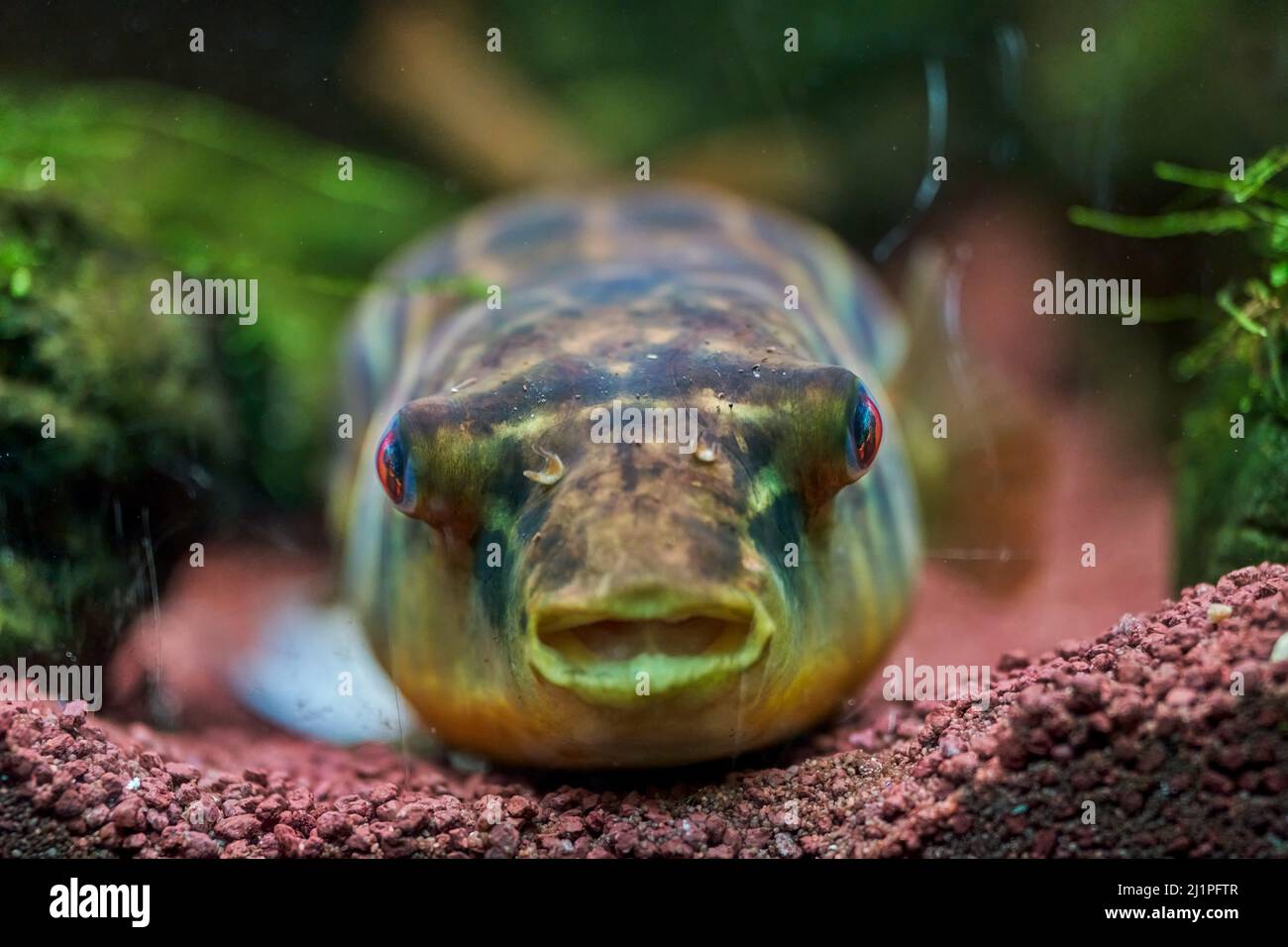 The fahaka pufferfish (from Arabic: فهقة), also known as the Nile ...