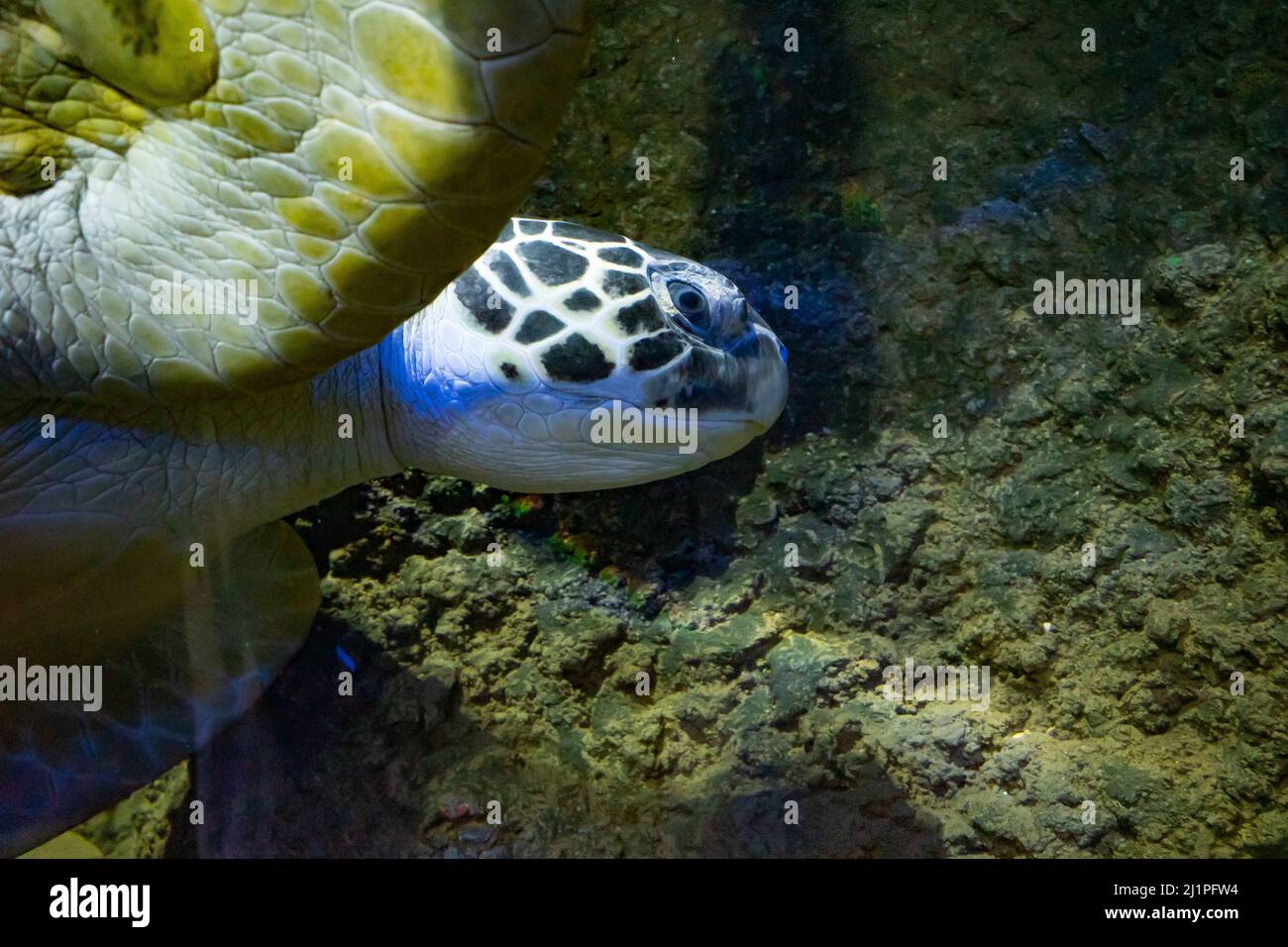 A green sea turtle (“Chelonia mydas”) in an aquarium on public display ...