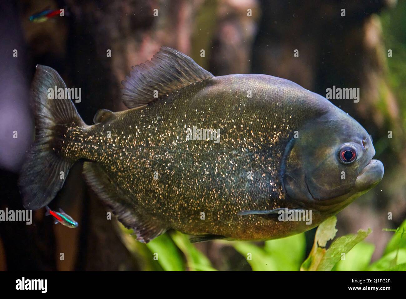 The red-bellied piranha, also known as the red piranha (Pygocentrus ...