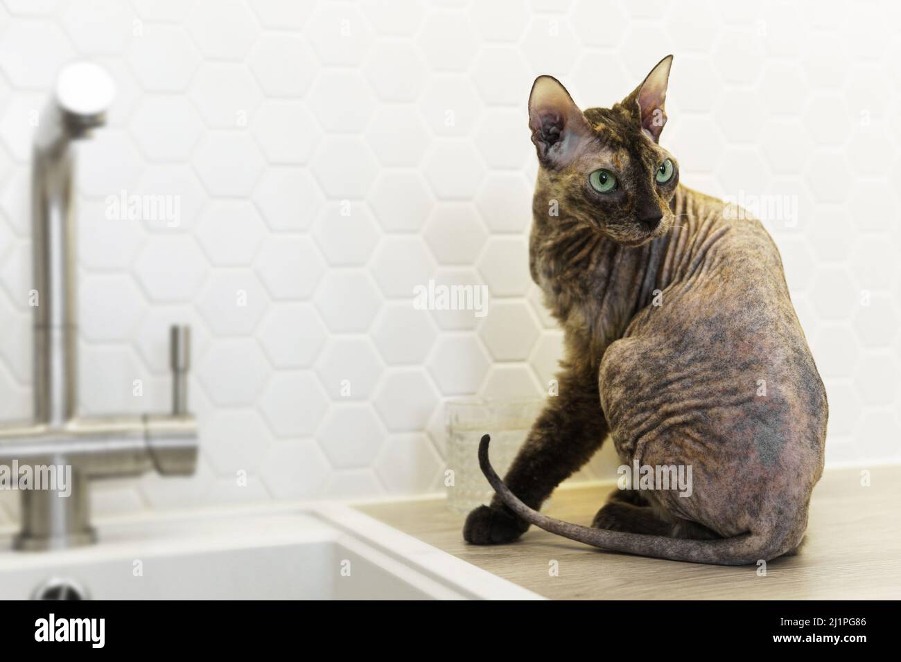 Sphynx cat and water hi-res stock photography and images - Alamy
