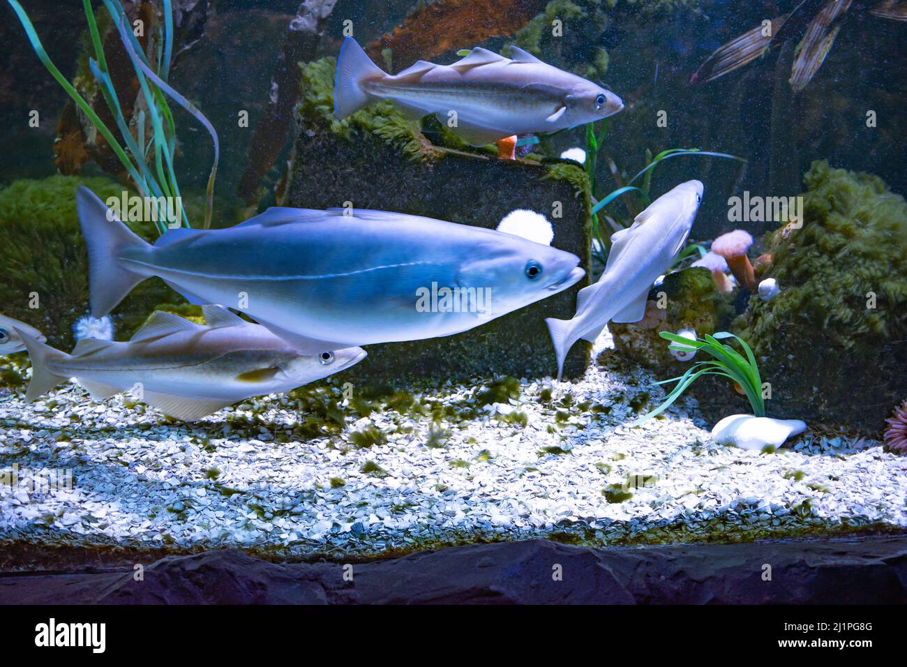 An aquarium of pollack, whiting and coalfish on public display in ...