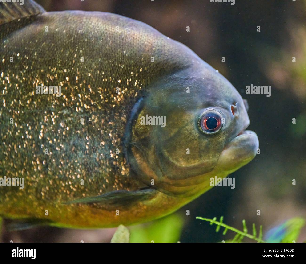 The red-bellied piranha, also known as the red piranha (Pygocentrus ...