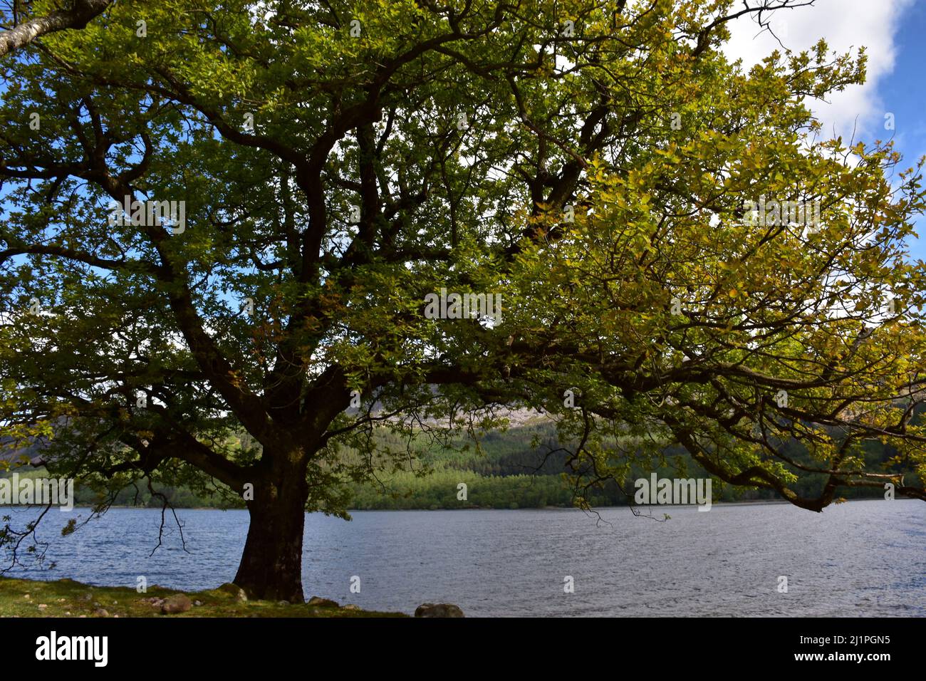 Goregous towering oak tree at the edge of Ennerdale Water in England ...