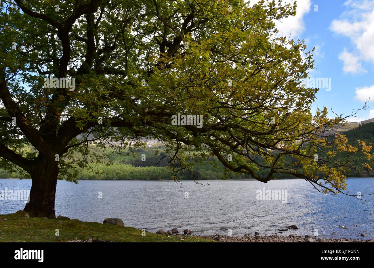 Stunning tree by the edge of Ennerdale Water in the lakes district ...