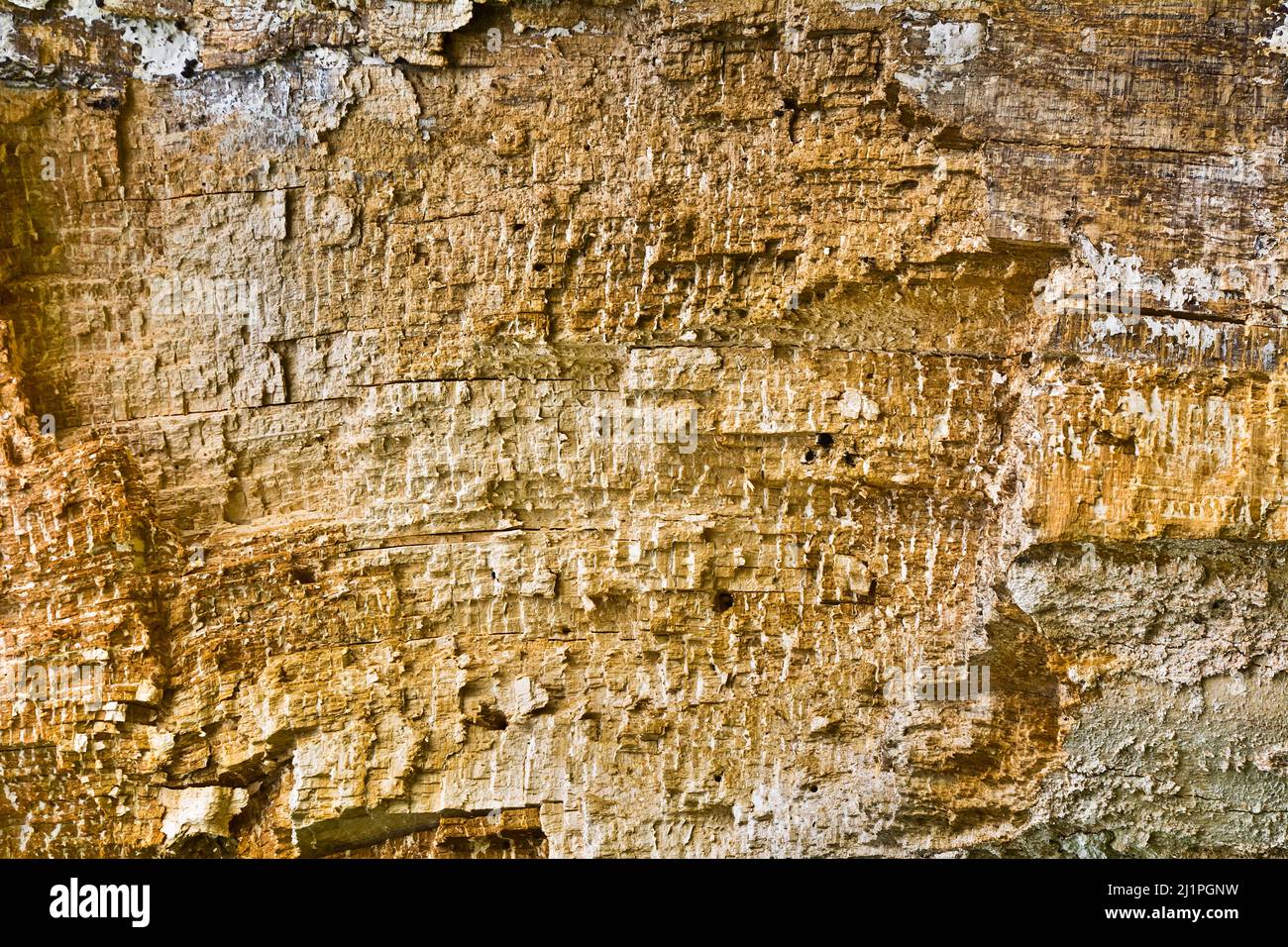 Texture of old decayed wood Stock Photo - Alamy