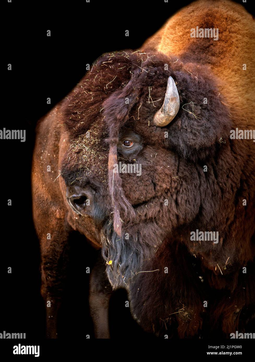 American bufallo hi-res stock photography and images - Alamy