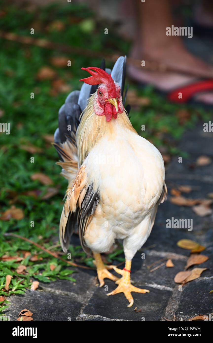 Dwarf rooster walking on path Stock Photo - Alamy