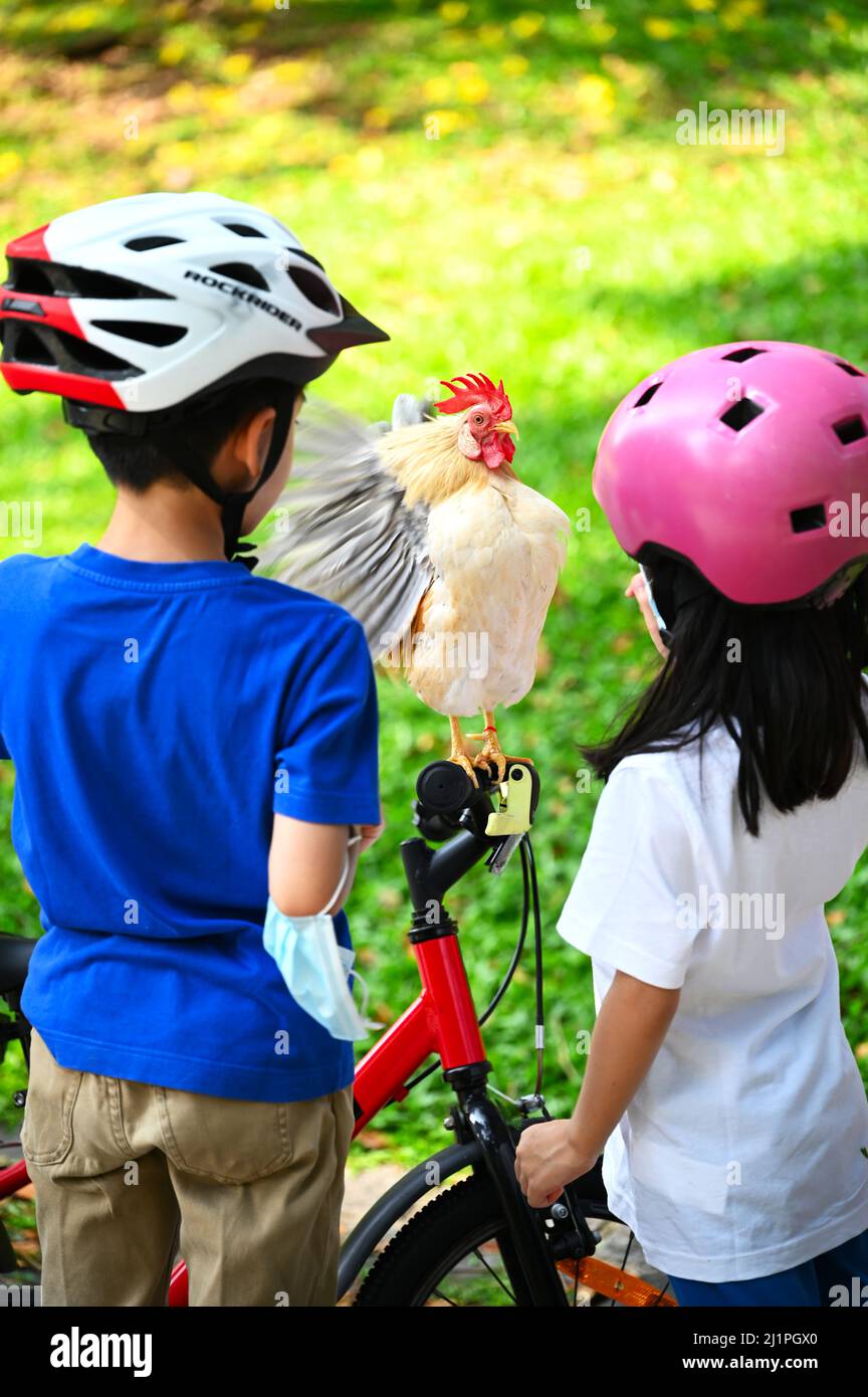 Dwarf rooster standing on handle post being watched by two children ...