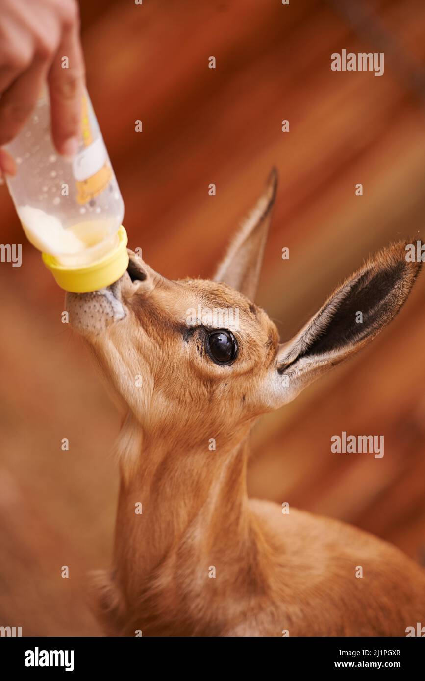 Lending a caring hand. Cropped view of a baby springbok being bottle ...