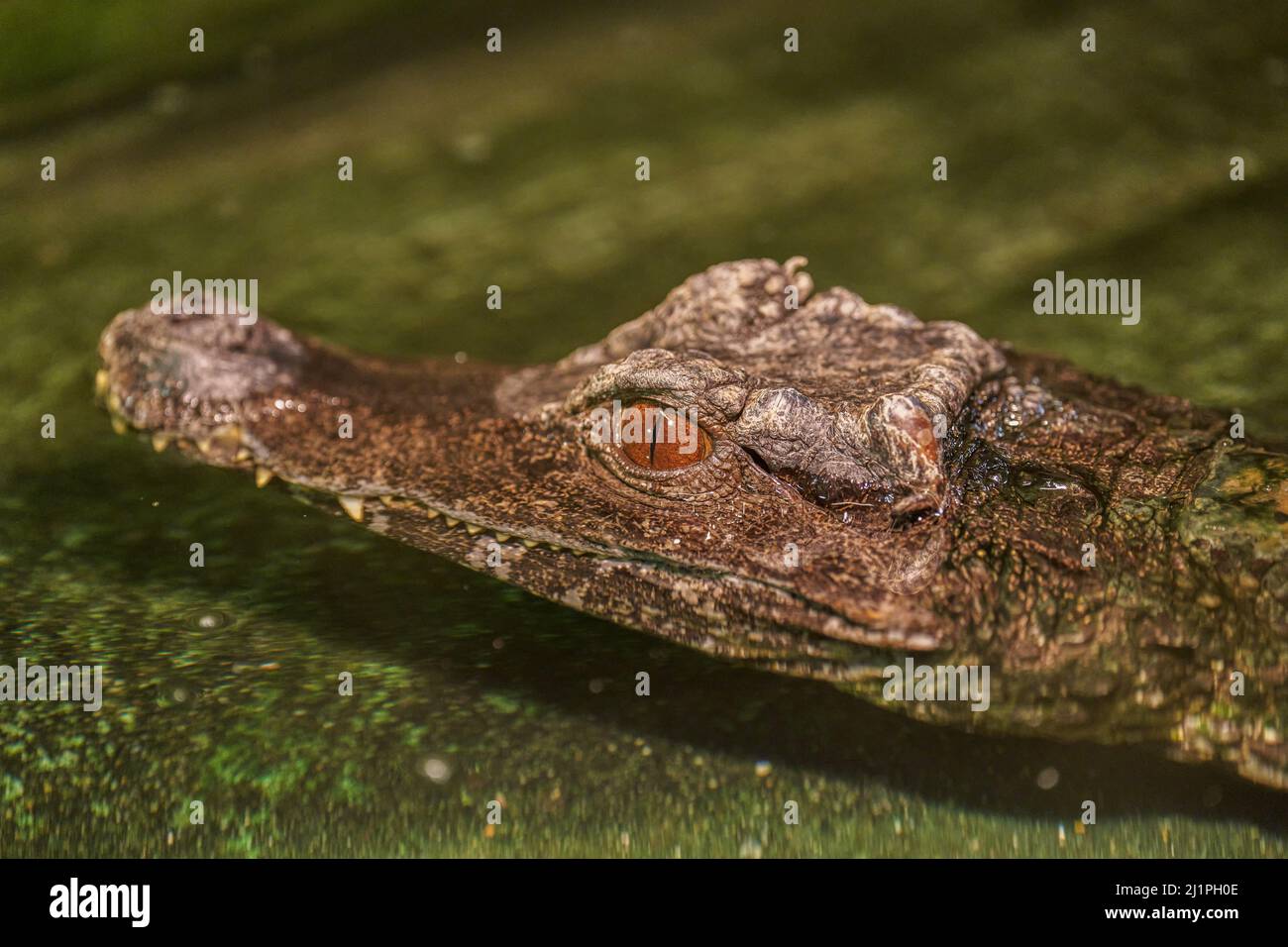 The spectacled caimanthe smooth fronted caiman paleosuchus trigonatus ...