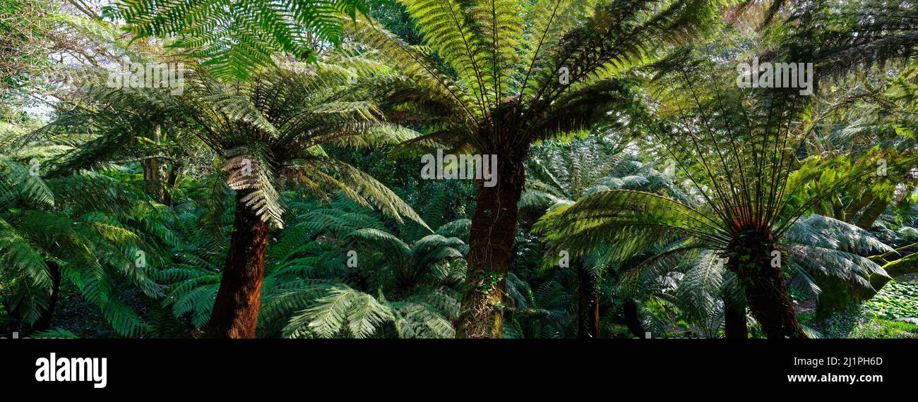 Trewidden Gardens Penzance Cornwall Stock Photo - Alamy