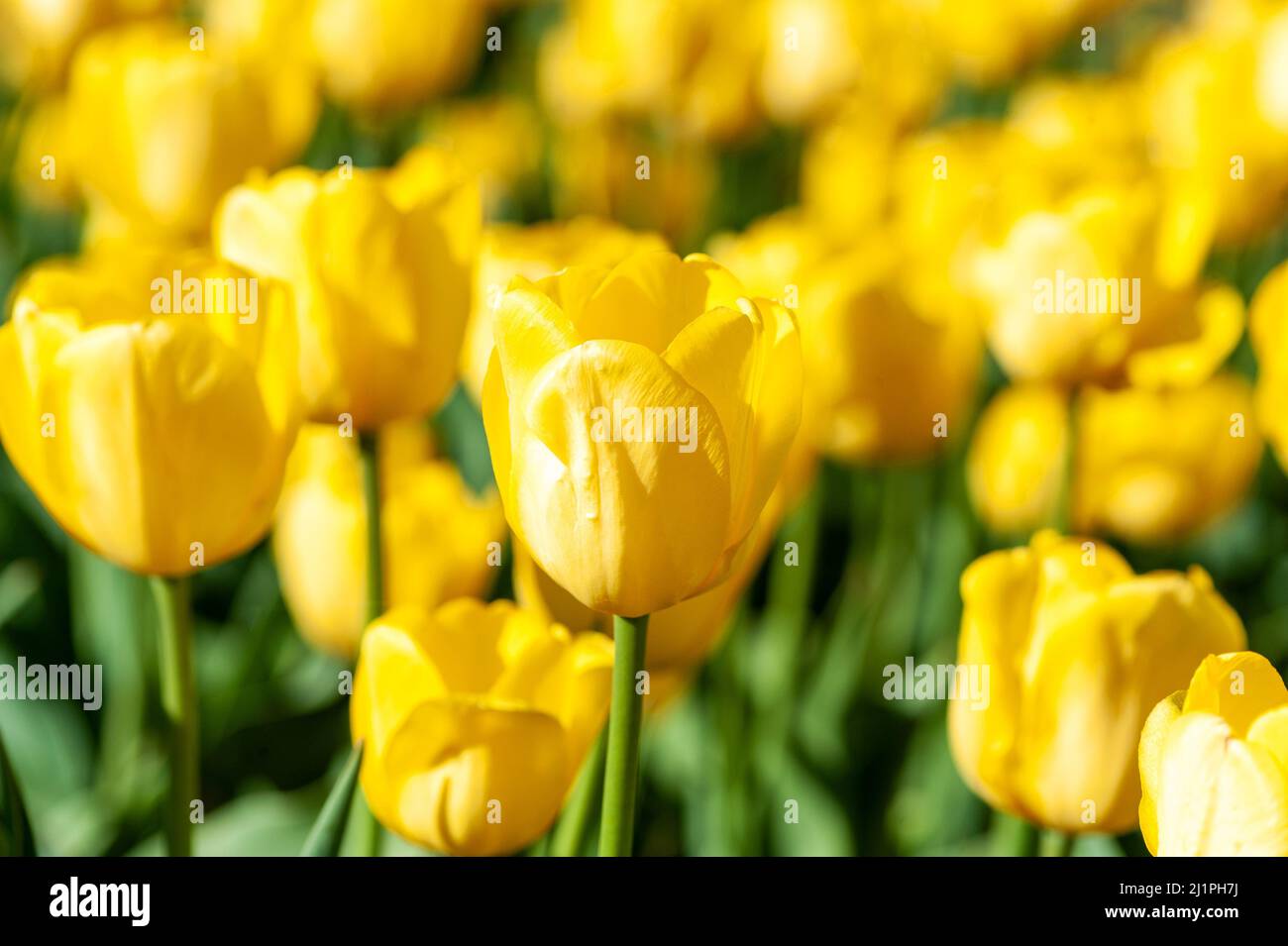 Beautiful Tulip on blurred spring sunny background. Bright tulip flower ...