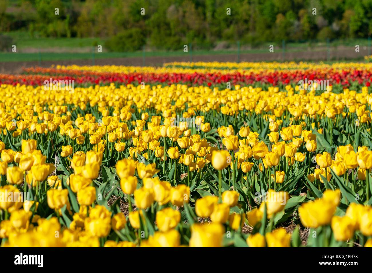 Beautiful Tulip on blurred spring sunny background. Bright tulip flower ...