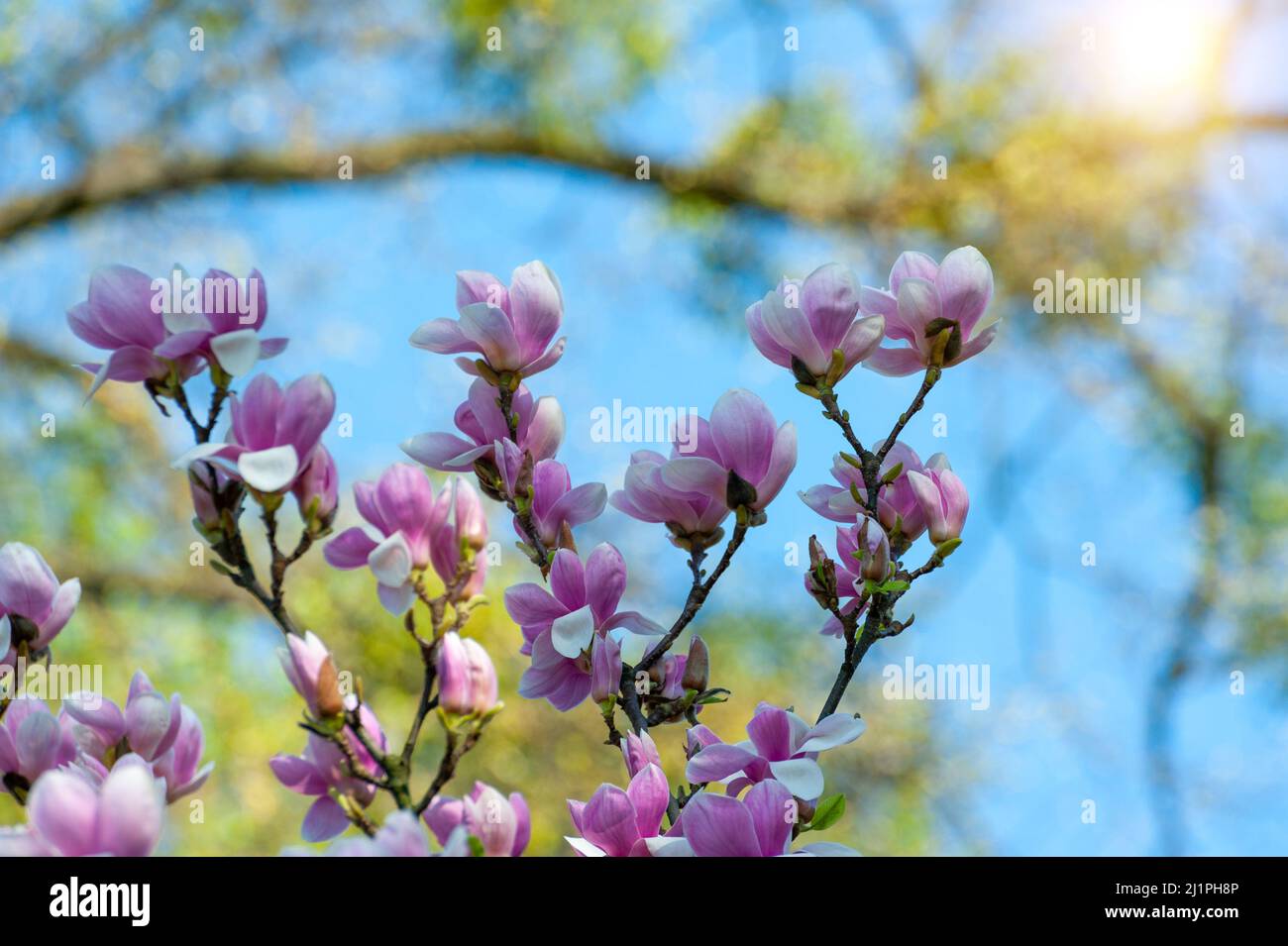 Magnolia flowers background. Beautiful nature scene with blooming tree ...